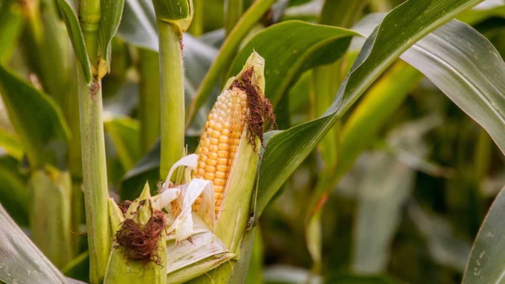 Mais - BASF Agricultural Solutions Schweiz Mais - BASF Agricultural Solutions Schweiz
