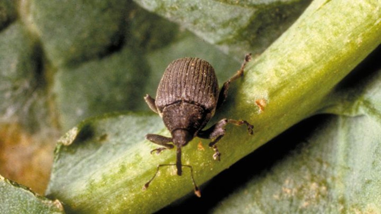 Gros charançon de la tige du colza - BASF Agricultural Solutions Suisse