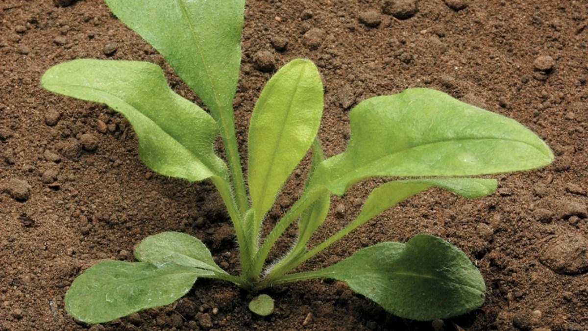 Ramularia-Blattfleckenkrankheiten - BASF Agricultural Solutions Schweiz