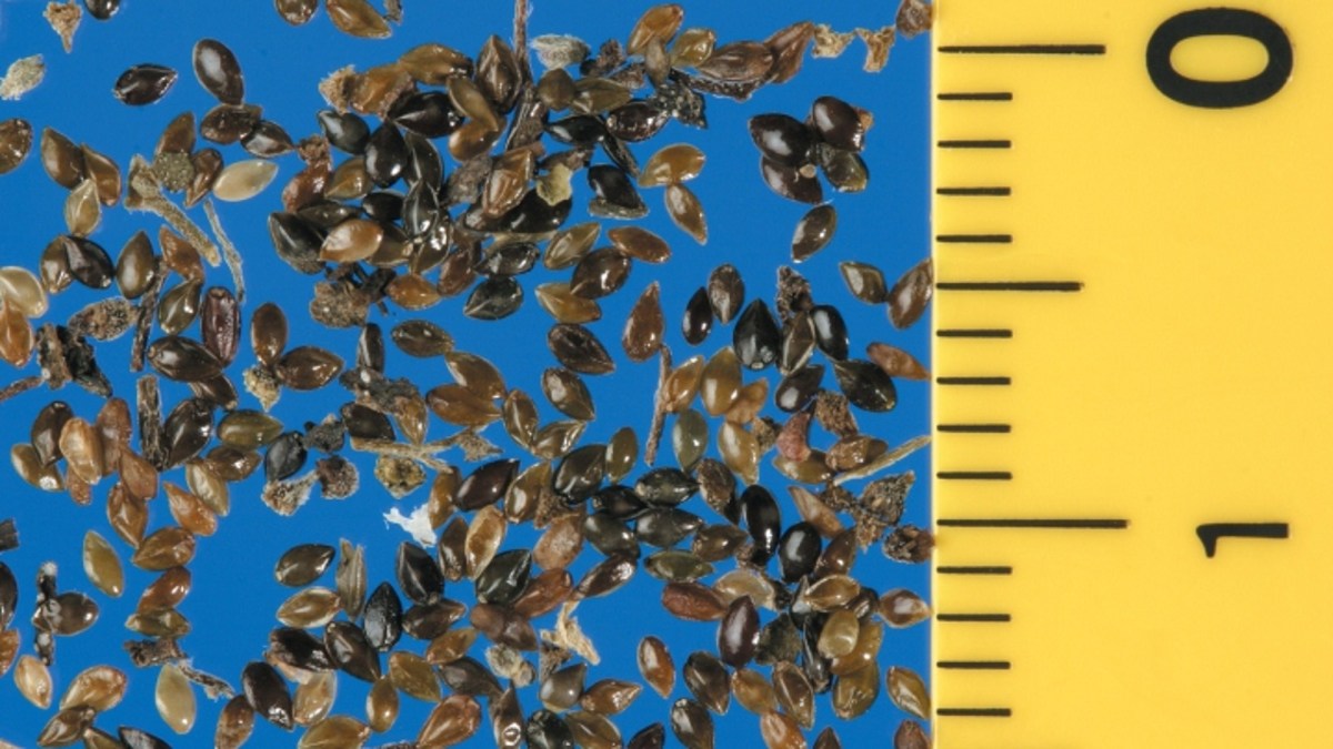 Ramularia-Blattfleckenkrankheiten - BASF Agricultural Solutions Schweiz