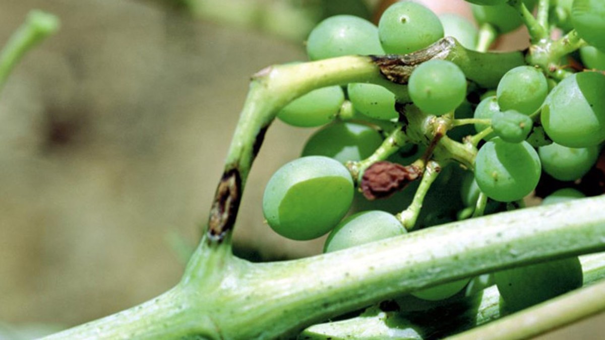 Schwarzfleckenkrankheit der Rebe - BASF Agricultural Solutions Schweiz