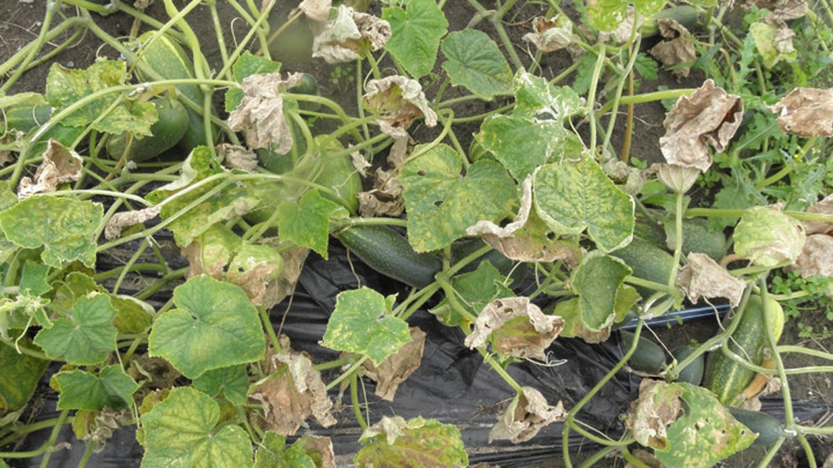 Mildiou des cucurbitacées - BASF Agricultural Solutions Suisse