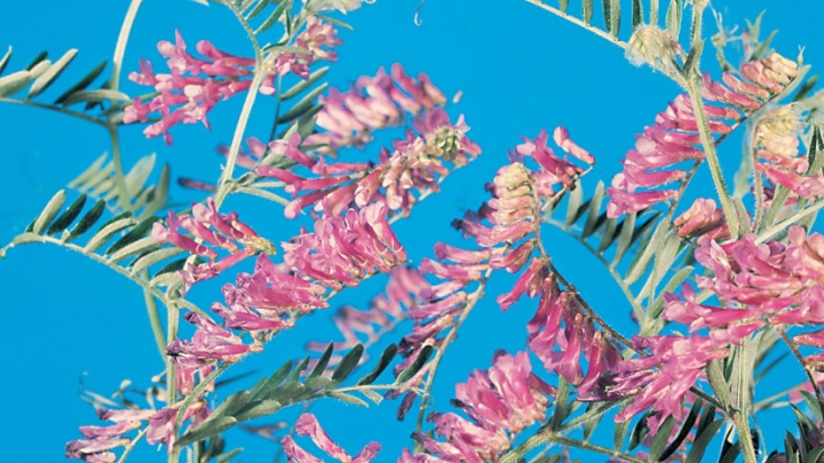 Möhrenblattfloh - BASF Agricultural Solutions Schweiz